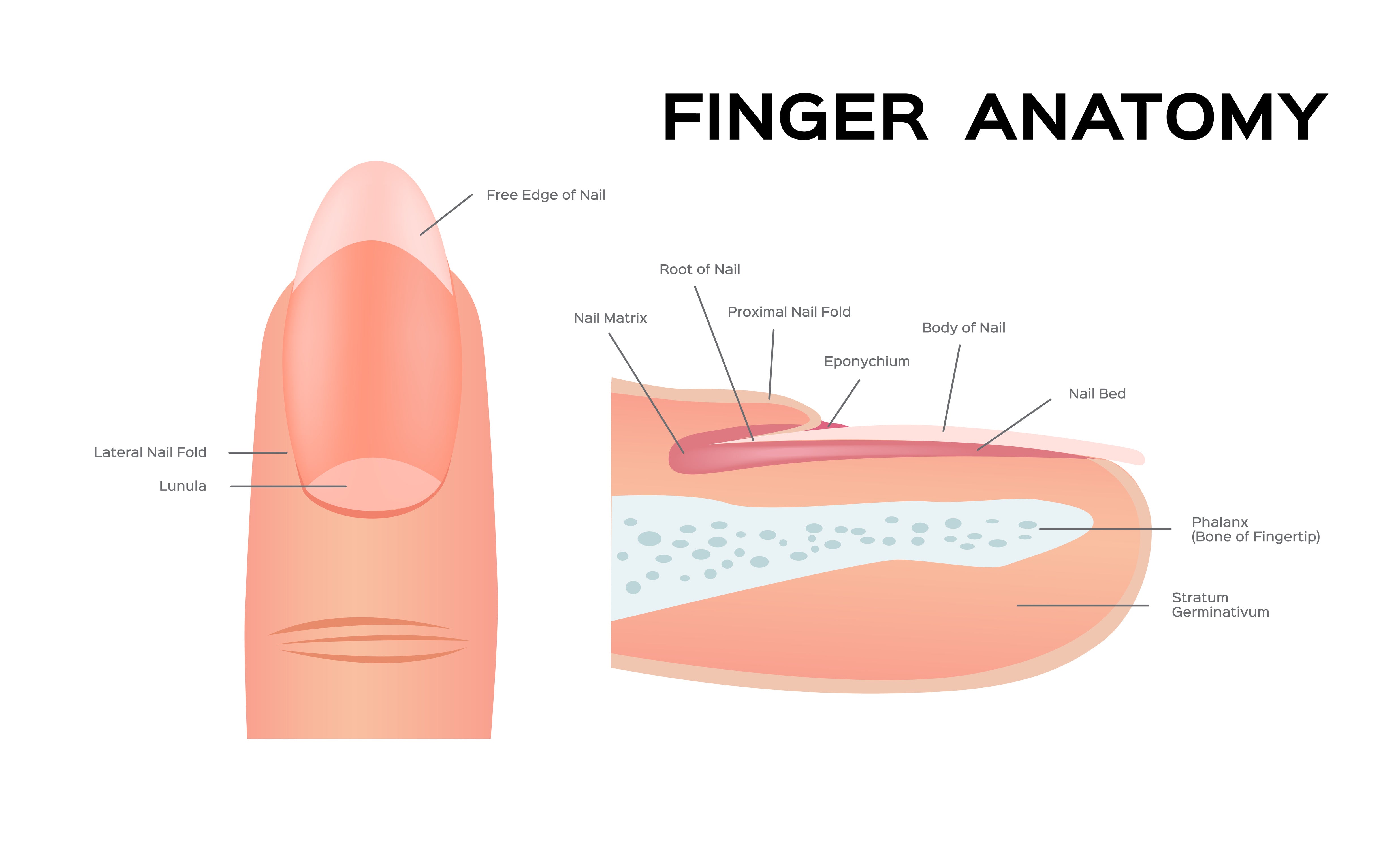 Understanding Nail Anatomy A Guide for Nail Technicians Belle Beauty
